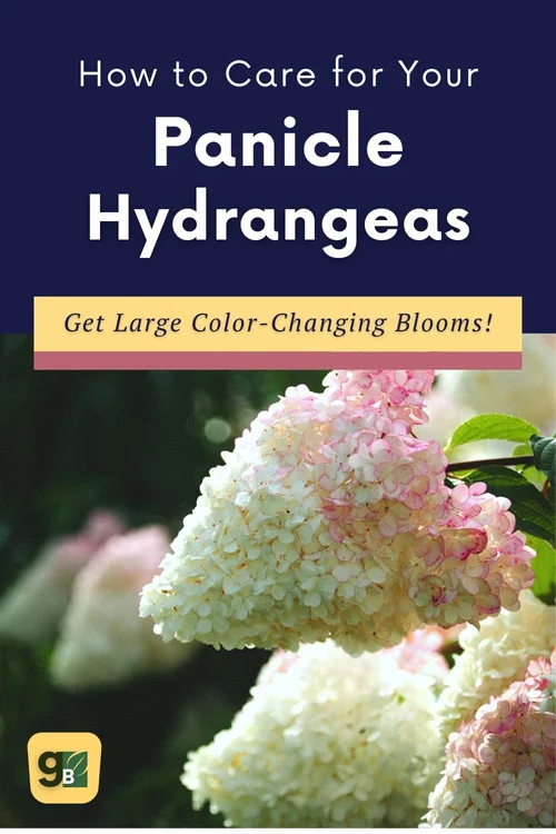 The Ultimate Guide to Growing Panicle Hydrangeas