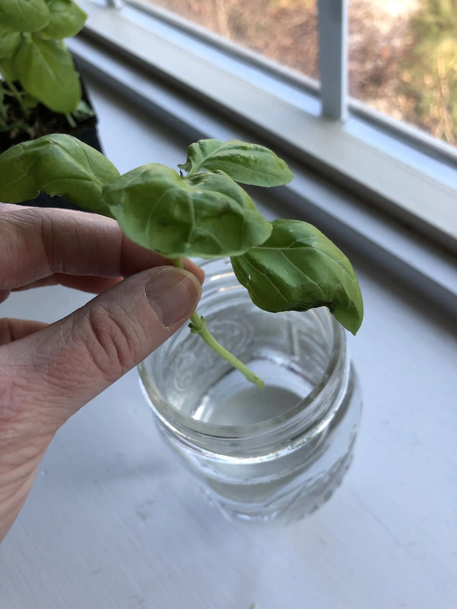 Growing Basil From Cuttings: An Easy and Fun Guide — Gardening, Herbs, Plants, and Product Reviews