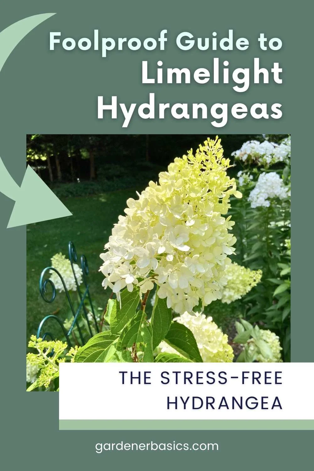 The No-Stress Hydrangea: Growing Limelight Hydrangeas with Ease