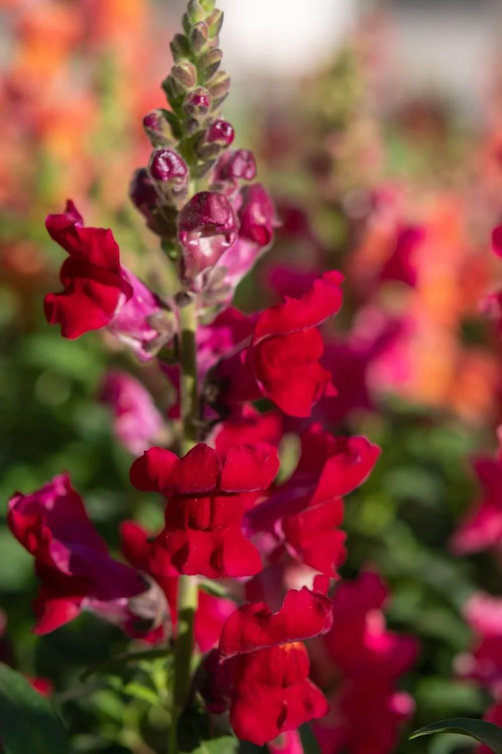 11 Stunning Dark Cherry Red Flowers to Plant This Year