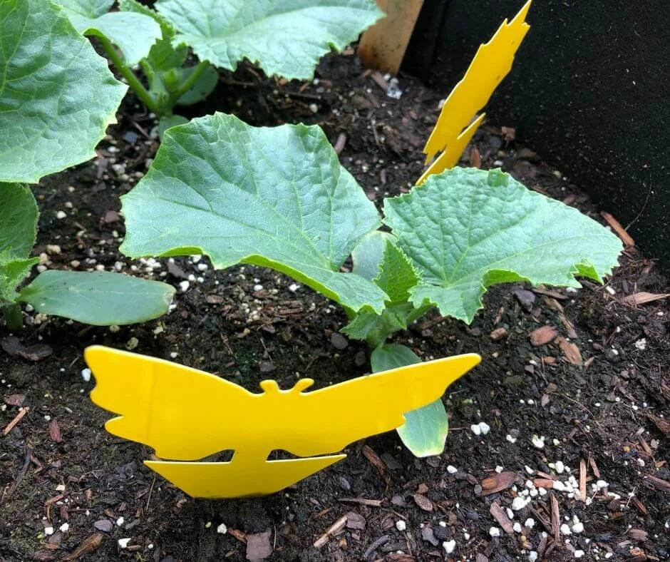 Battling Aphids: 3 Popular Solutions That Just Don't Cut It and 1 ...