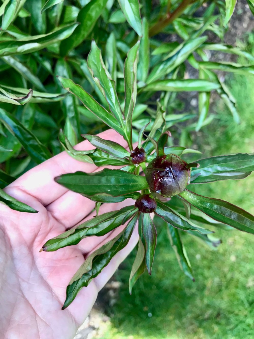 Uncovering the Causes of Peony Leaves Curling