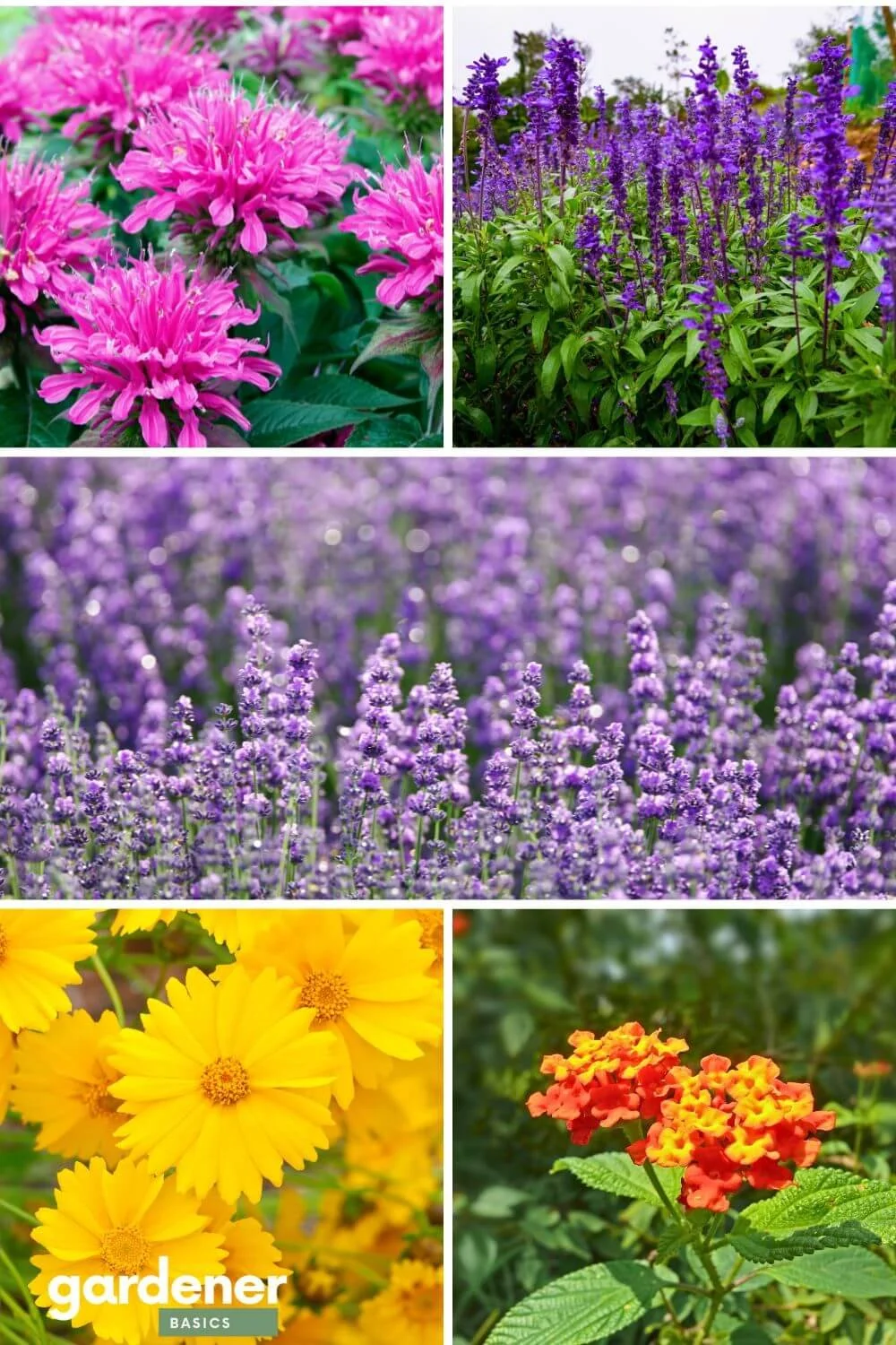 Full Sun Flower Bed Ideas for Beginners