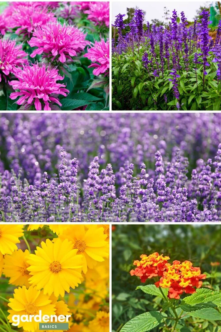Full Sun Flower Bed Ideas for Beginners