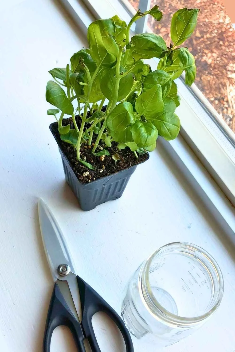 Growing Basil From Cuttings: An Easy and Fun Guide