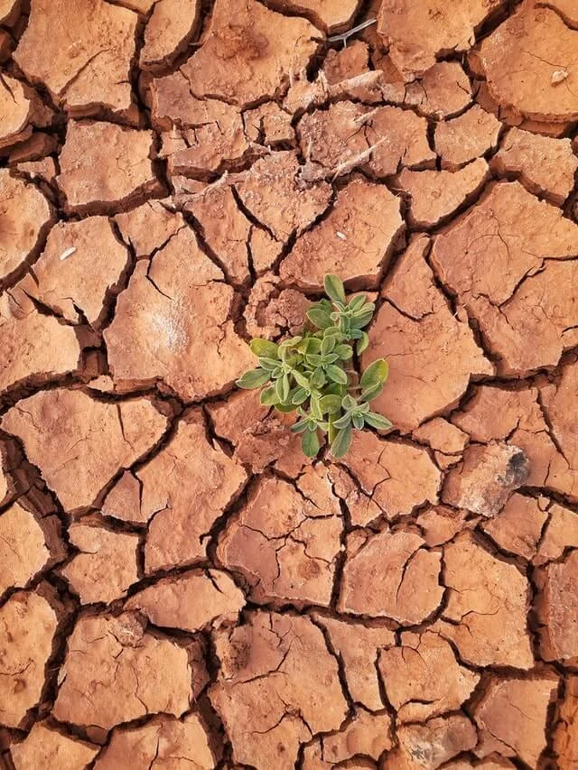 8 Common Soil Problems and Solutions: What to Do When Your Garden is ...