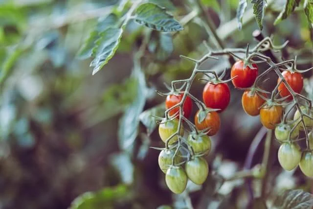 When to Pick Tomatoes: The Timing is Crucial for a Perfect Harvest