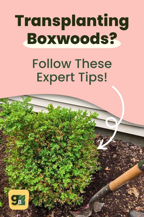Top Tips on Transplanting Boxwoods Successfully
