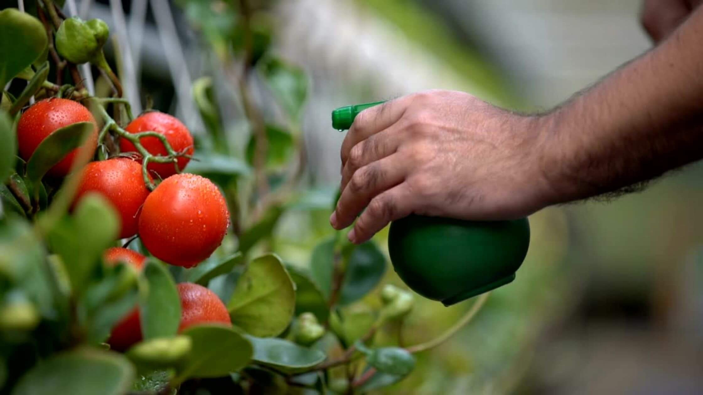 How to Naturally Get Rid of Aphids on Tomatoes