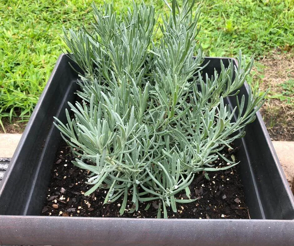 Low-Effort, High-Impact: 15 Stunning Plants for the Busy Gardener