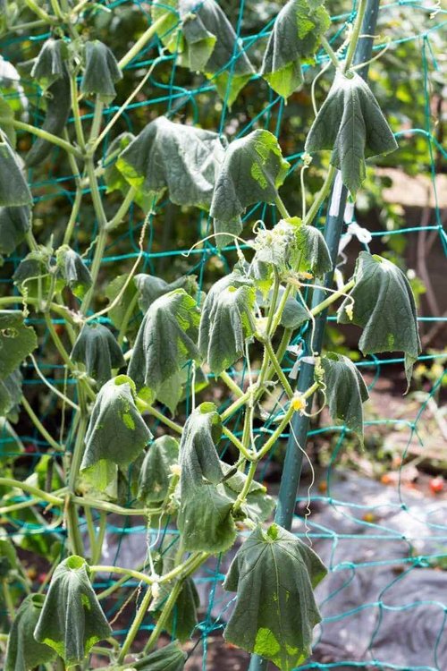 Cucumber Transplant Shock: Reasons, Symptoms, and Solutions