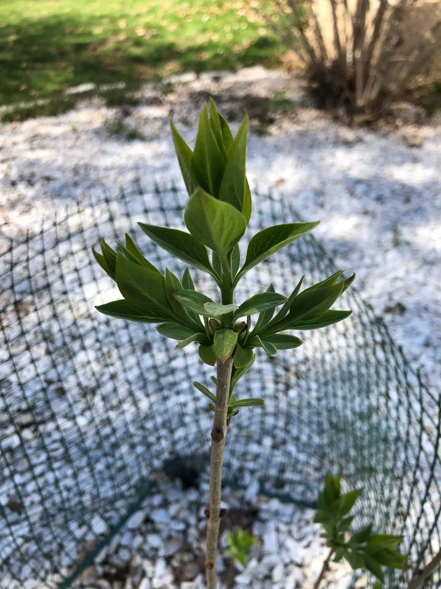 How to Transplant Lilac Shoots: The Ultimate Guide