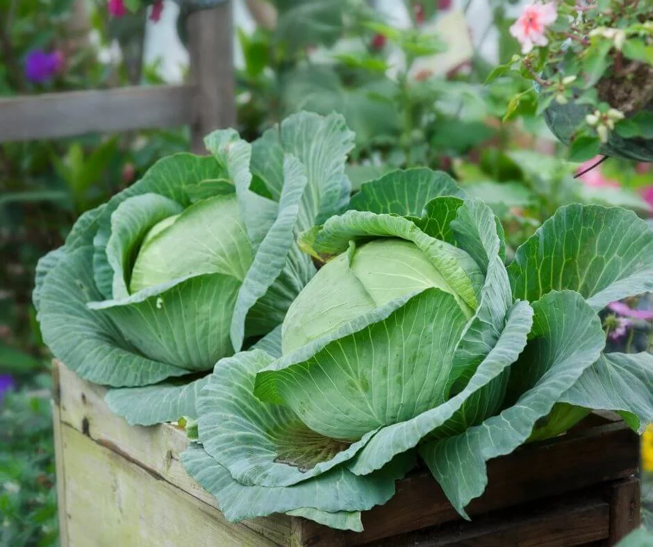 Mint Companion Plants: Friends and Foes