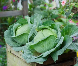 Mint Companion Plants: Friends and Foes