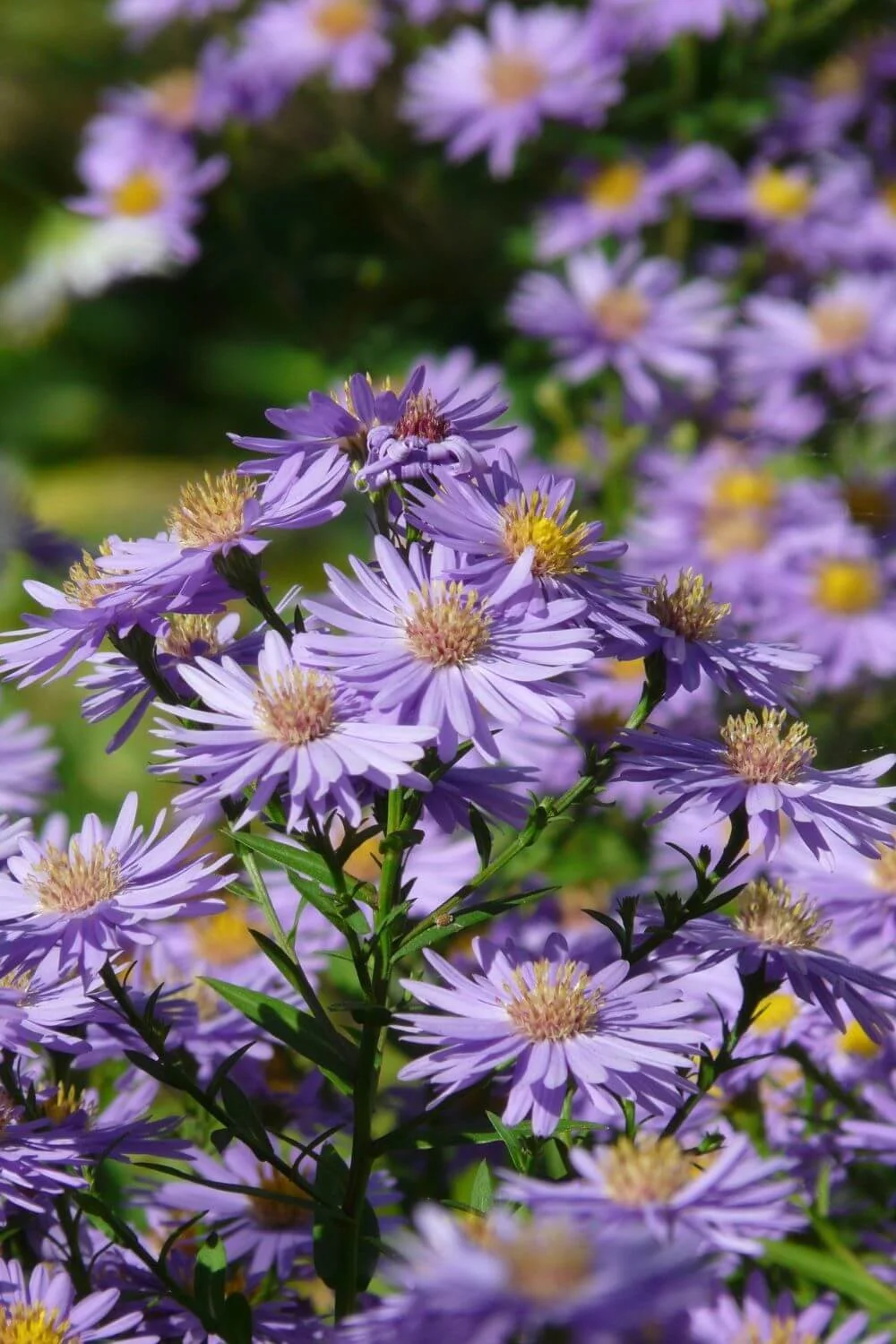 Named the Best Picks for Full Sun Perennials: A Gardener’s Must-Have List