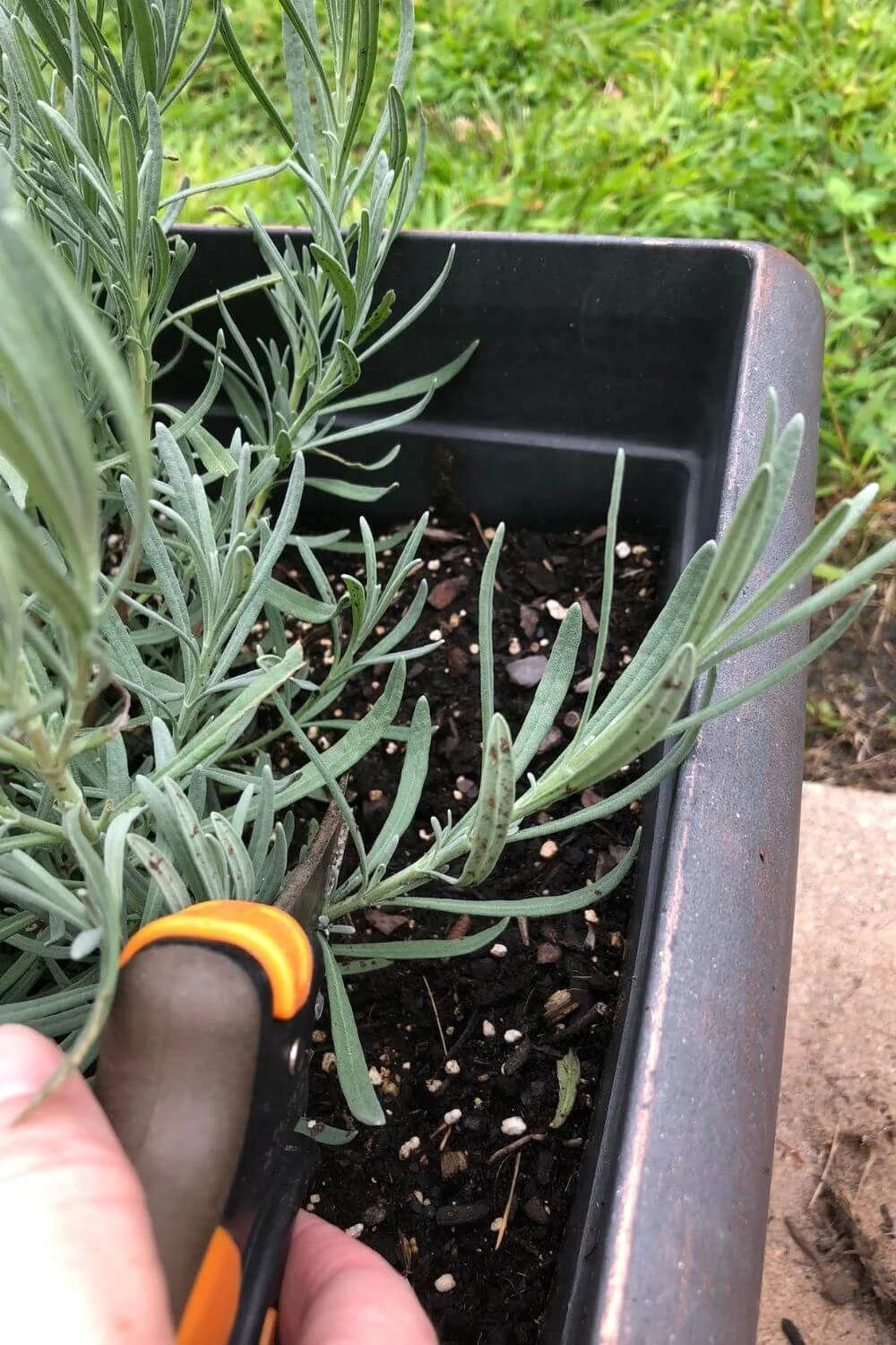 How to Grow Lavender from Cuttings: A Simple Step-by-Step Guide