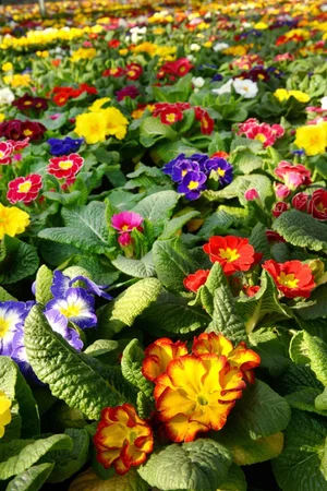 Spring Flowers That Practically Grow Themselves