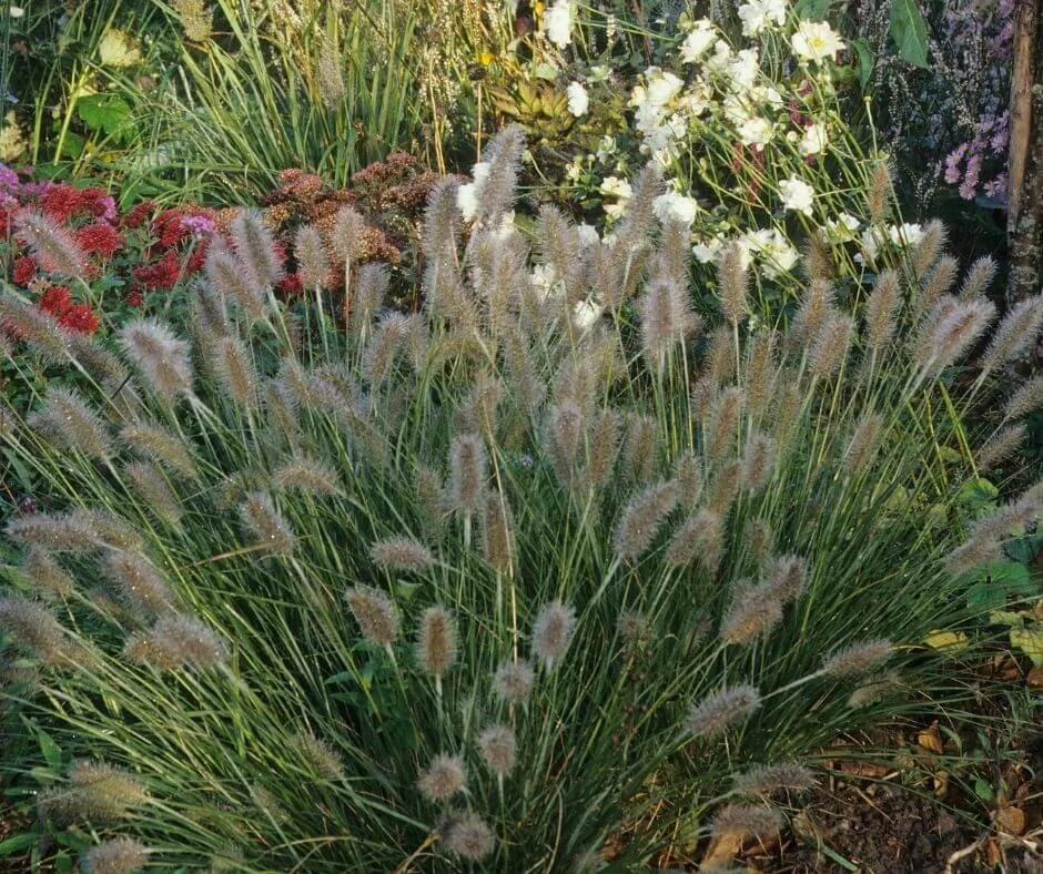 Deer Resistant Grasses: How to Grow Them and Why Deer Stay Away