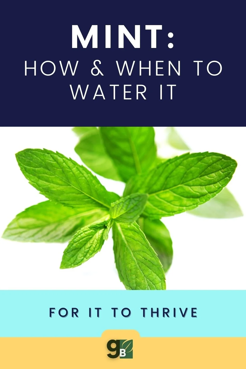 How Often to Water Mint: The Ultimate Guide