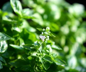 Bolting Basics: What It Is and How to Keep Your Garden in Check