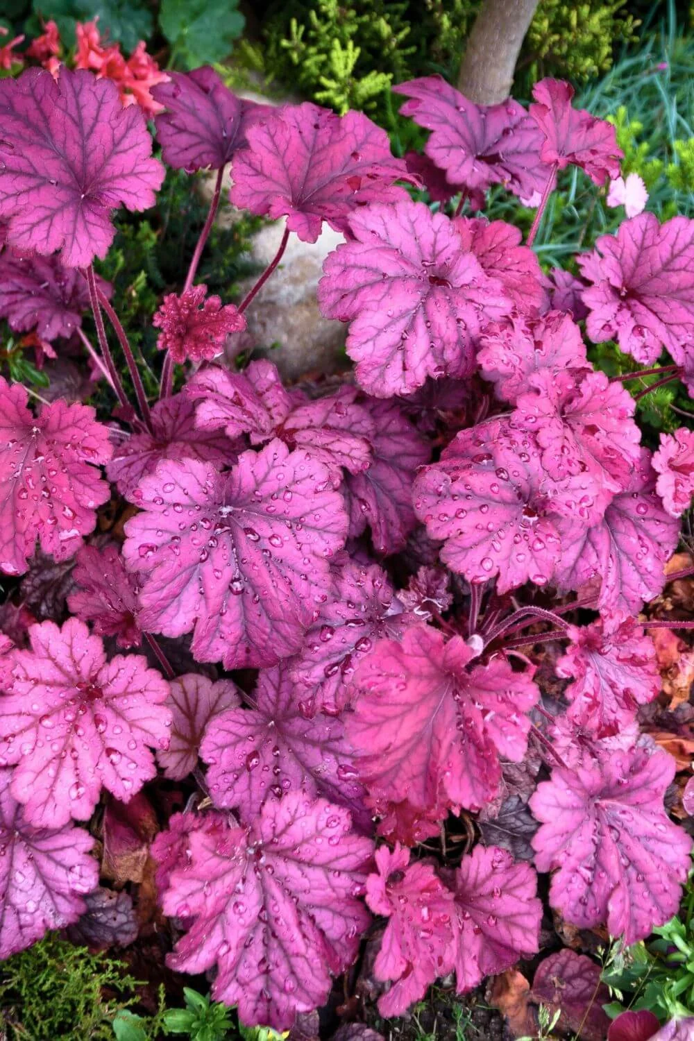 11 Stunning Dark Cherry Red Flowers to Plant This Year