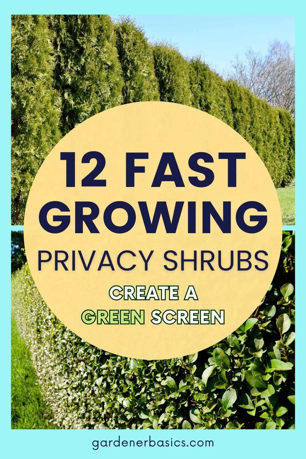 12 Fast-Growing Privacy Shrubs