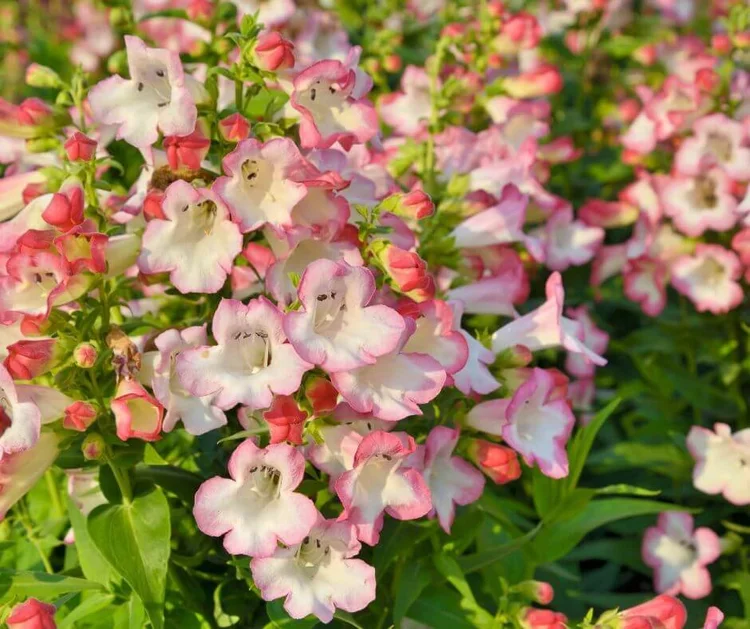 25 Stunning Pink Perennials to Enhance Your Garden