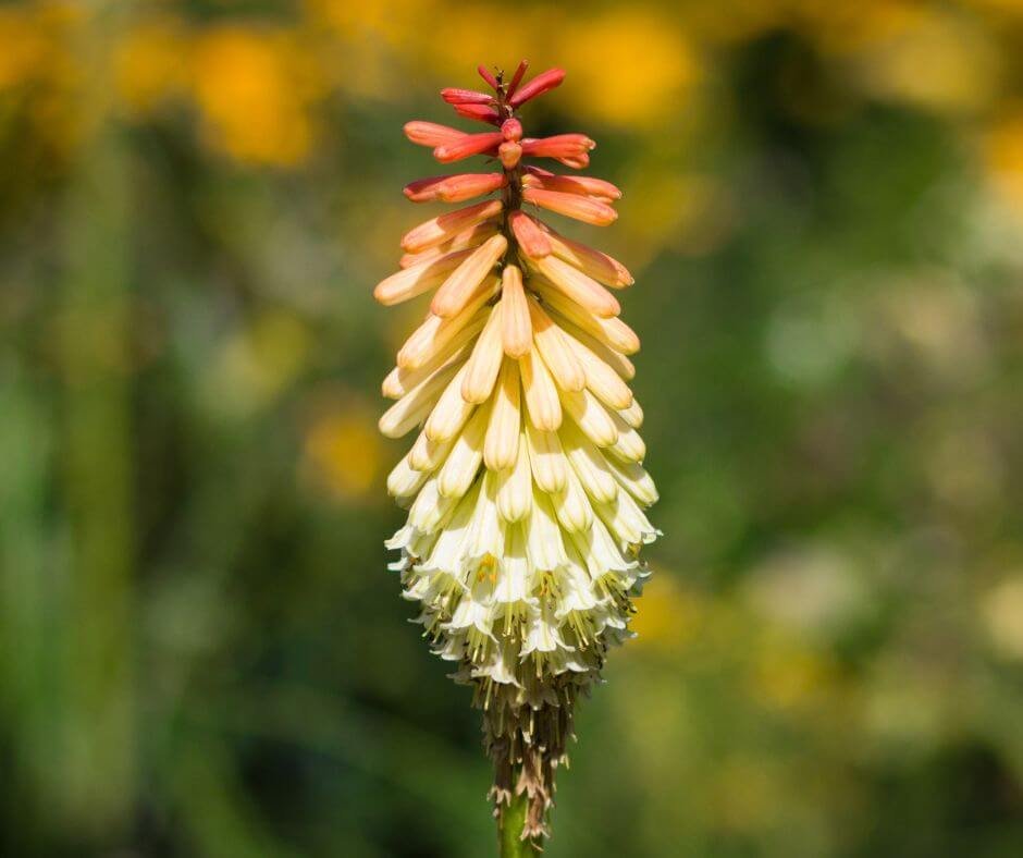 The Best Yellow Perennial Flowers for a Cheerful Garden