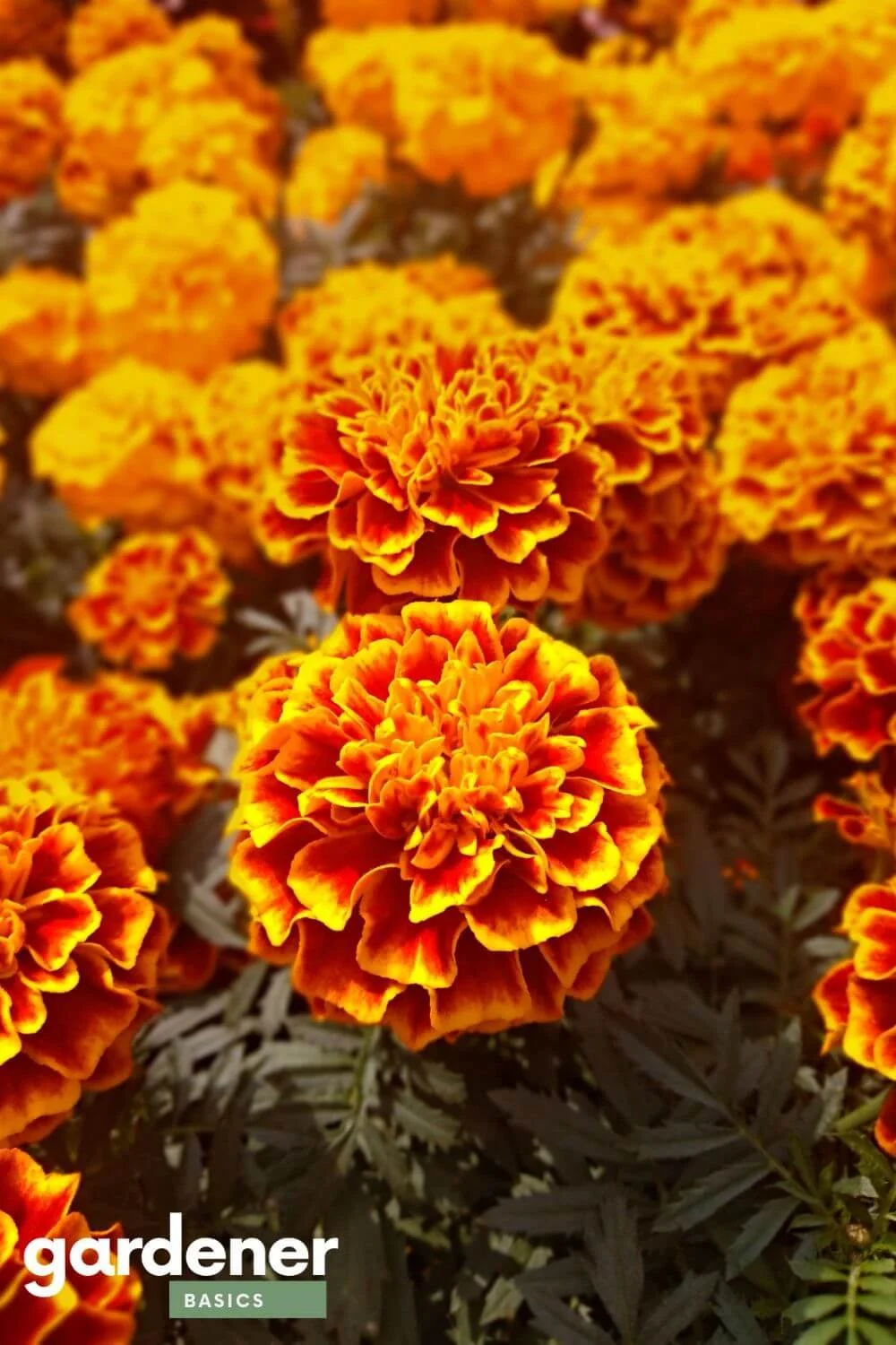 The Best Annual Flowers for a Fragrant Garden
