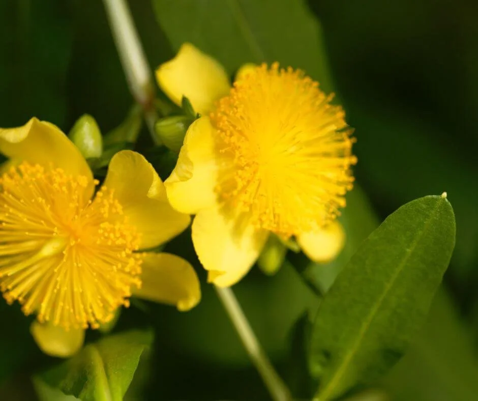 The Best Yellow Perennial Flowers for a Cheerful Garden