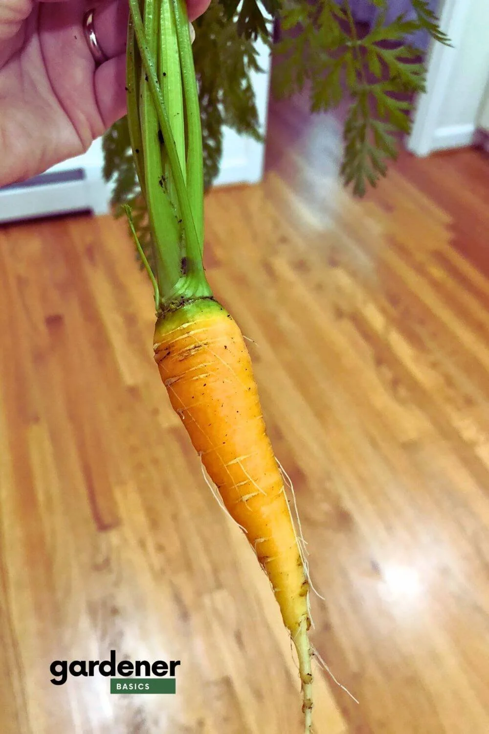 Twisted Carrots, Straight Solutions: Why It Happens & How to Fix It