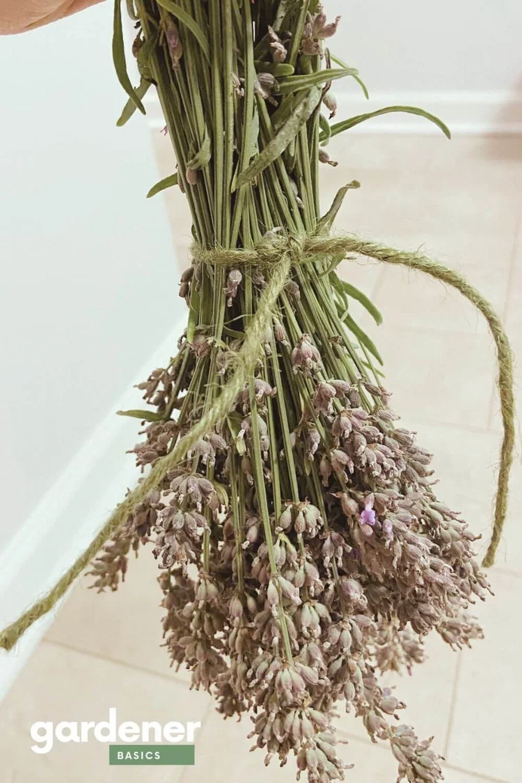 How to Dry Lavender (The Easy Way — No Fancy Tools Needed)