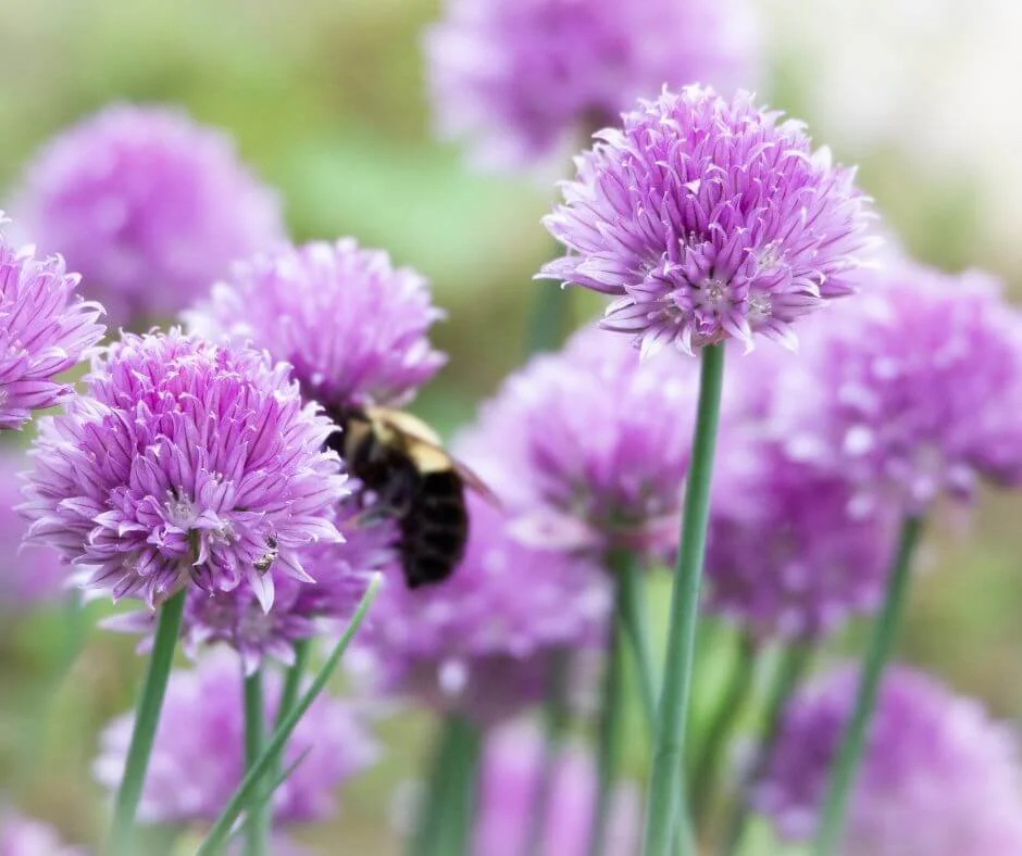 The Best and Worst Flowers for Attracting Pollinators