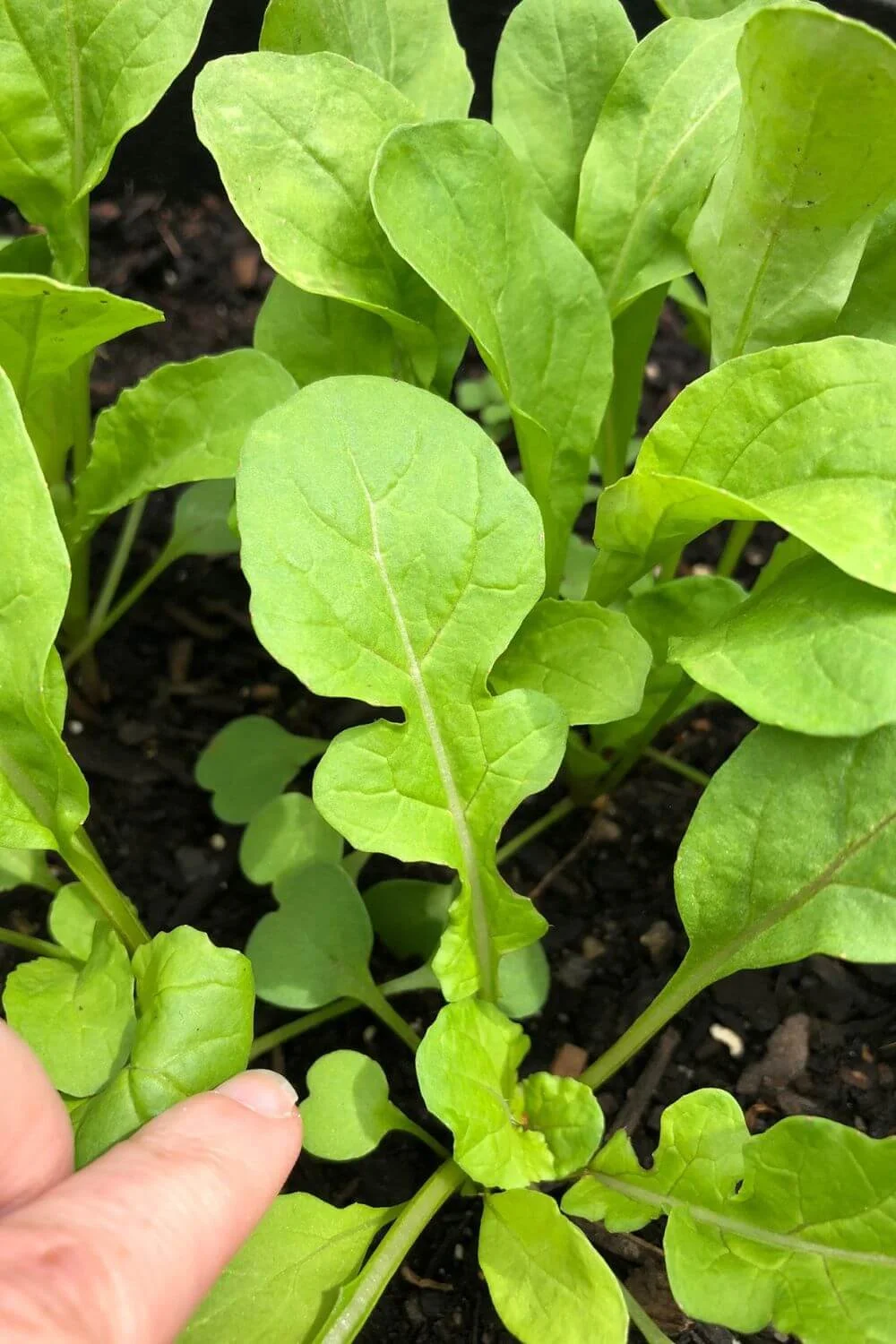 How to Grow Arugula from Seed: A Quick and Easy Win for Beginner Gardeners