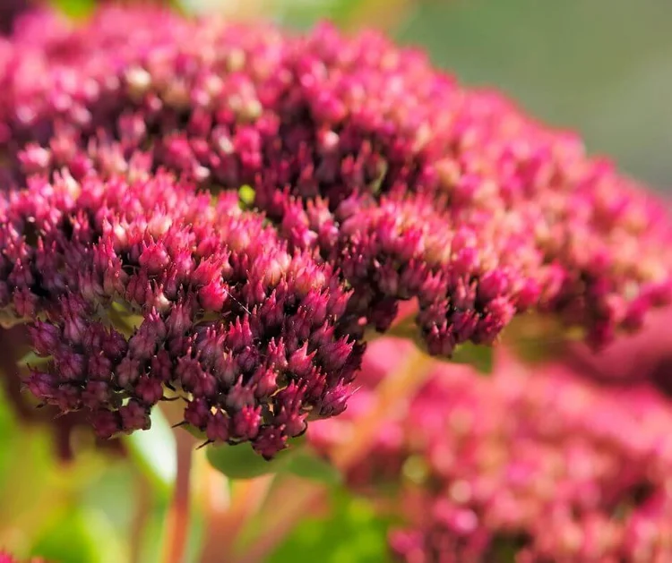 25 Stunning Pink Perennials to Enhance Your Garden