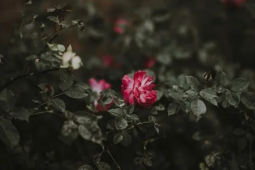 How to Care for Knockout Roses in Pots: The Ultimate Guide