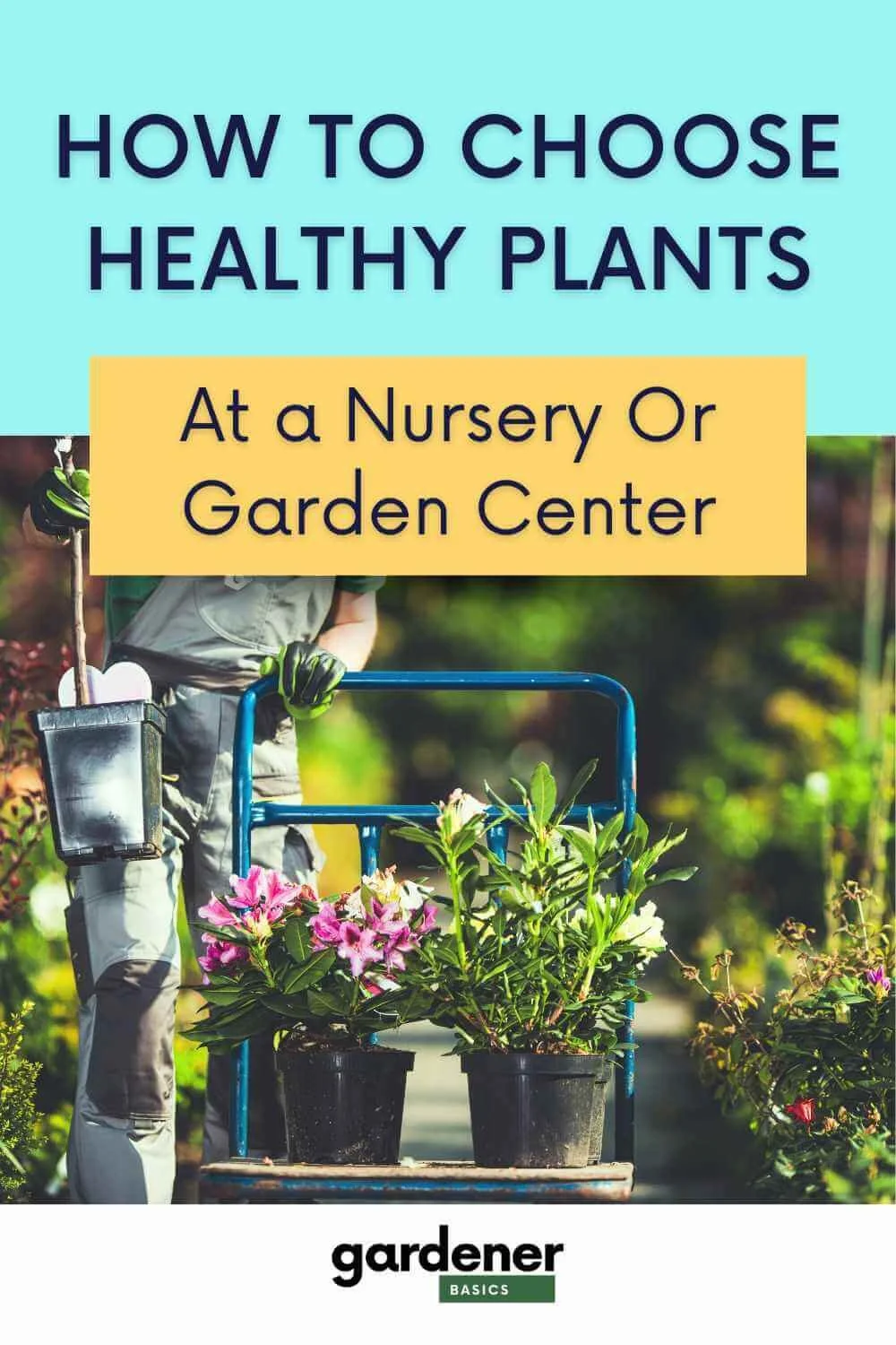 Choosing Healthy Plants at a Nursery or Garden Center: A Beginner ...