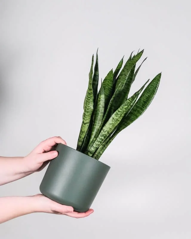 23 Different Snake Plant (Sansevieria) Varieties