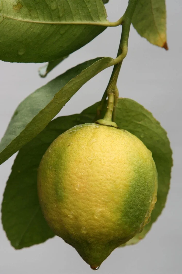 Why Are My Lemon Tree Leaves Curling? Solutions to Keep Your Lemon Tree Healthy