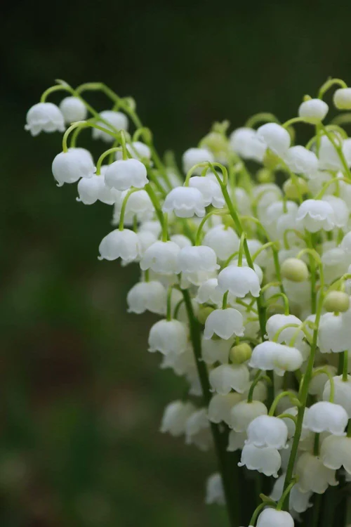 11 Perennials with Fragrant Spring Flowers You'll Love in Your Garden
