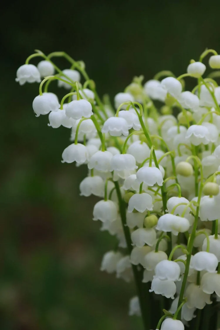 11 Perennials with Fragrant Spring Flowers You'll Love in Your Garden