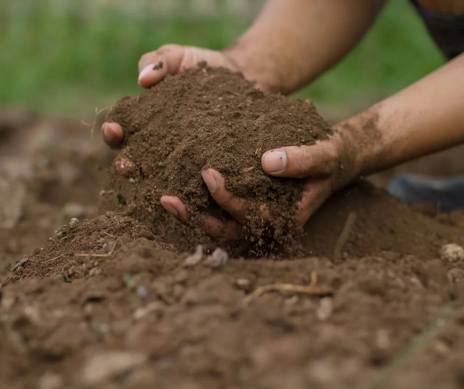 Soil 101: Identifying Your Garden's Soil Type