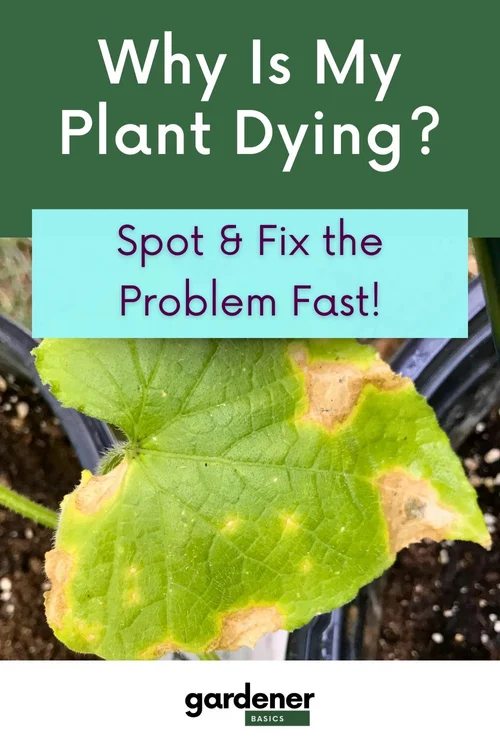 How to Spot and Fix Plant Problems Fast (With a Simple Checklist!)