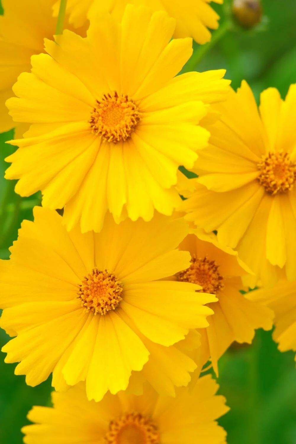 Named the Best Picks for Full Sun Perennials: A Gardener’s Must-Have List
