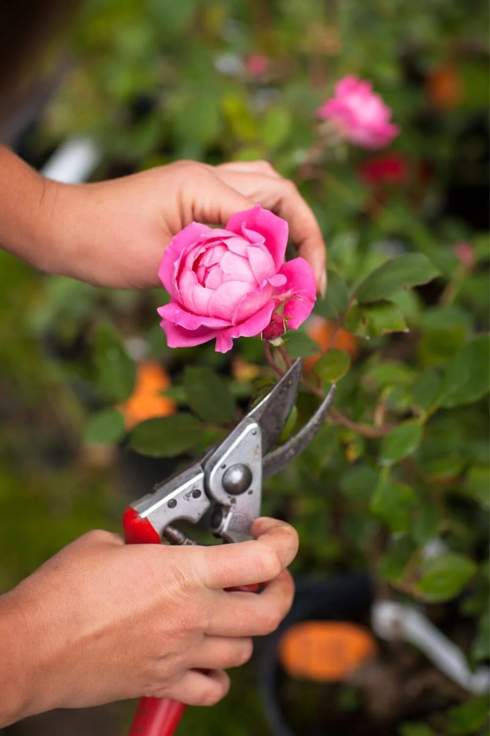 Deadheading to Topping: Understanding Different Pruning Methods