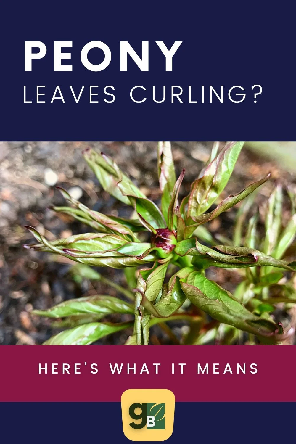 Uncovering the Causes of Peony Leaves Curling