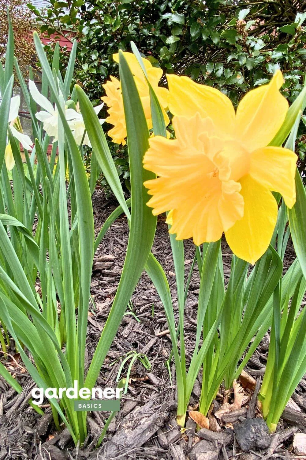 11 Perennials with Fragrant Spring Flowers You'll Love in Your Garden