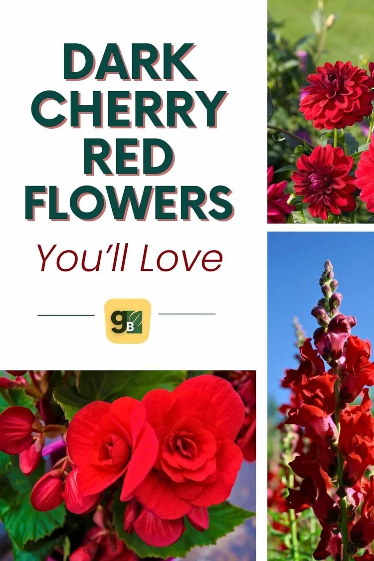 11 Stunning Dark Cherry Red Flowers to Plant This Year