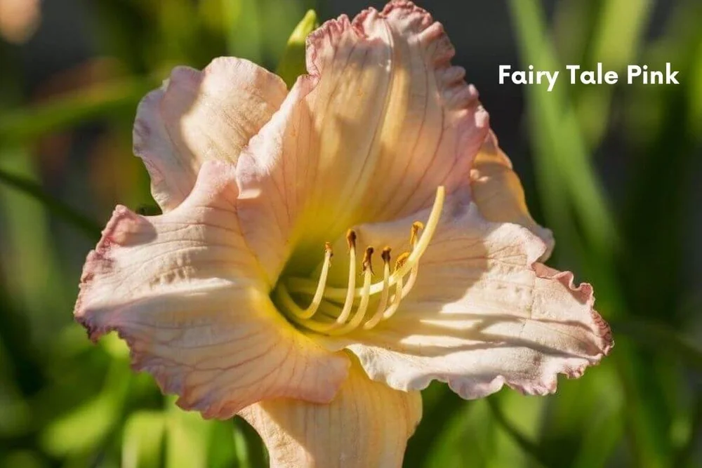 10 Pink Daylilies to Plant in Your Garden