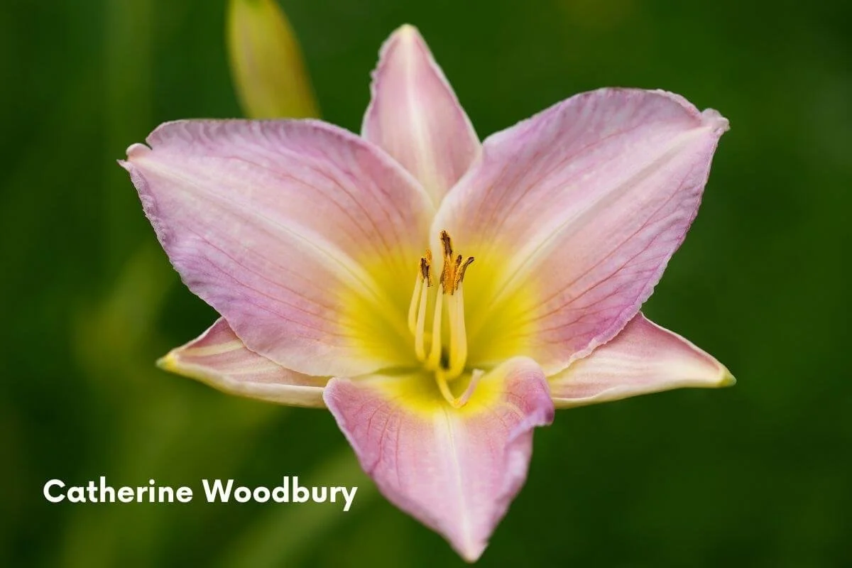 10 Pink Daylilies to Plant in Your Garden